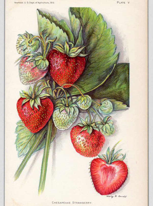 La fragola, storia e leggenda - Ricette di Cultura